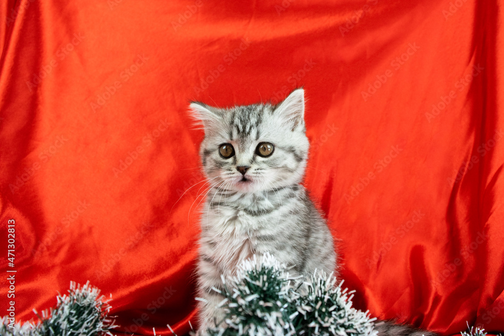 Baby Marbled Cat