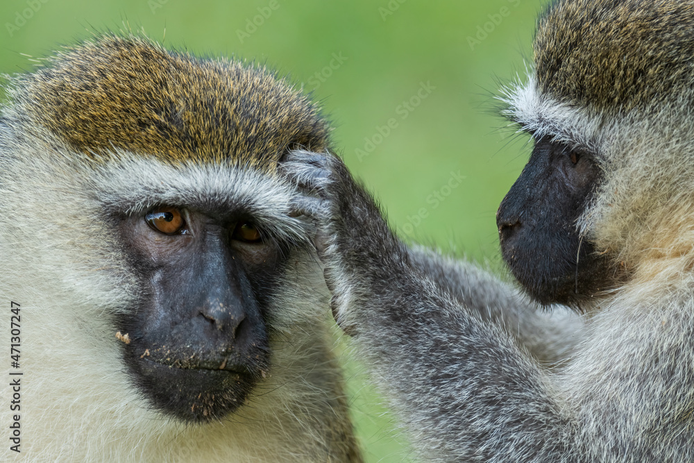 African Green Monkeys