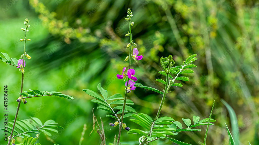 Amazing image of Tephrosia purpurea plant (kolunji) flower in india ...