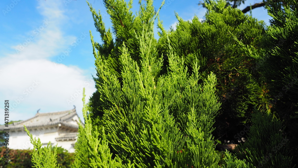 pine tree. Big traditional japanese green color pine tree in the garden ...