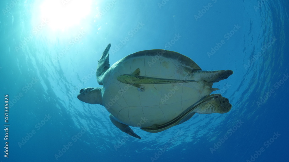 sea turtle underwater swim slow with sun beams and rays ocean scenery ...