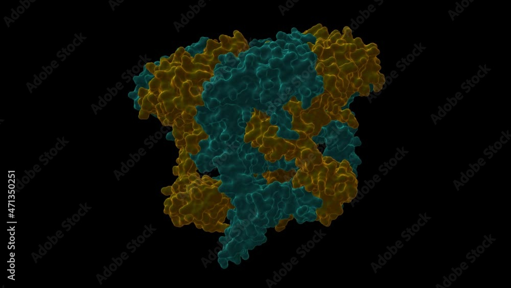 Human Rvb1-Rvb2 heterohexamer in INO80 complex. Animated 3D cartoon and ...