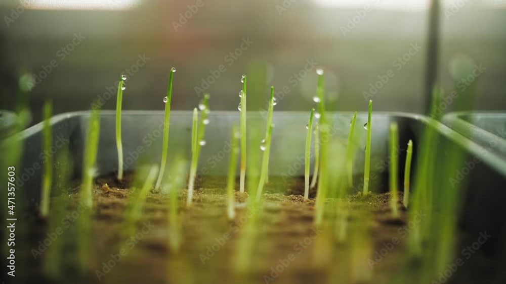 sprouted corn seeds. close-up. laboratory container with corn seed ...