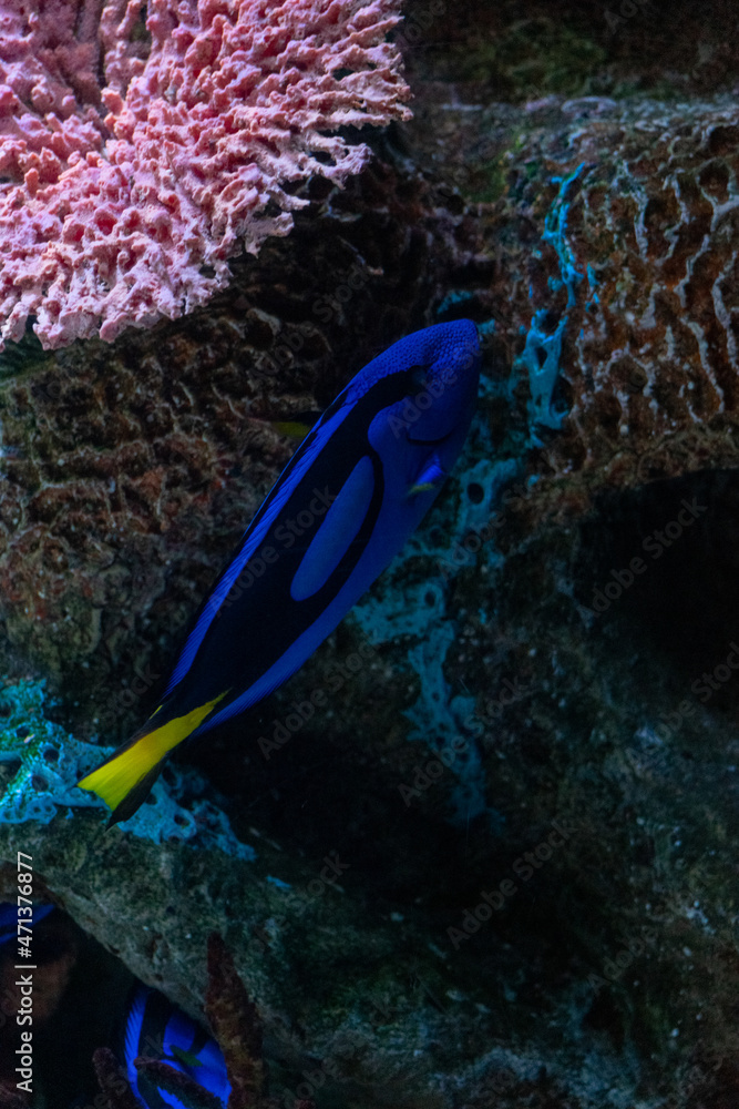 peces Stock Photo | Adobe Stock