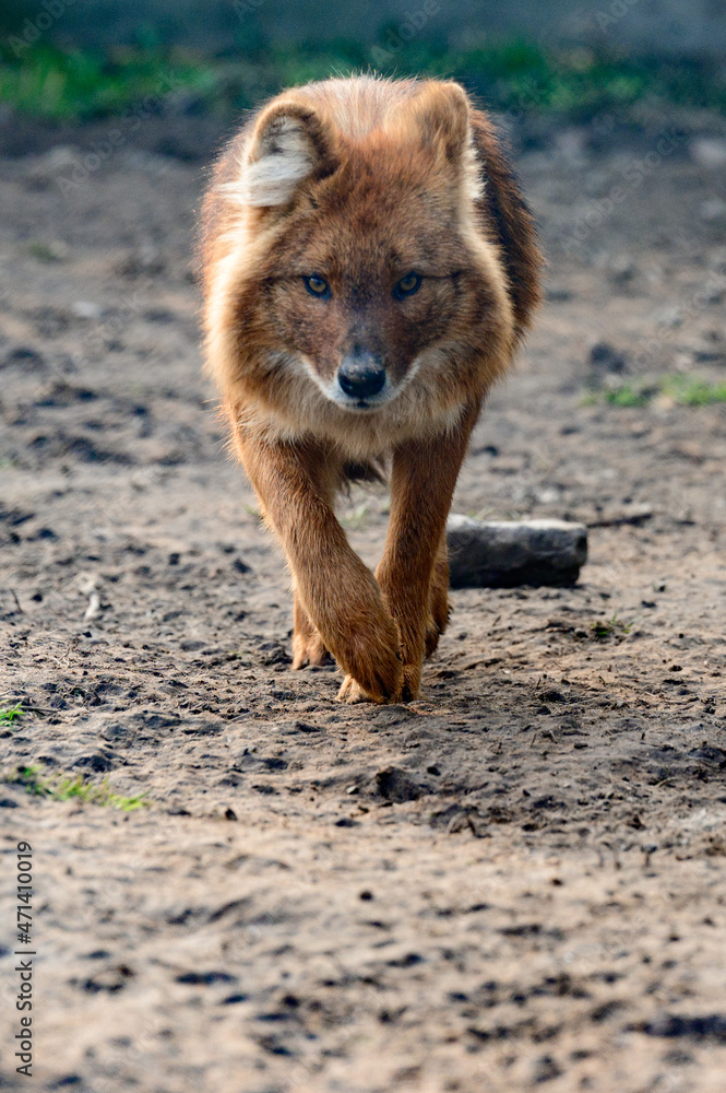 red wolf in the zoo, a beast of prey in a cage. Stock Photo | Adobe Stock