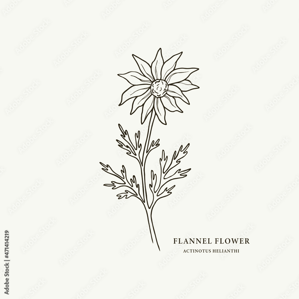 Sketch flannel flower illustration. Hand drawn Australian native plant ...