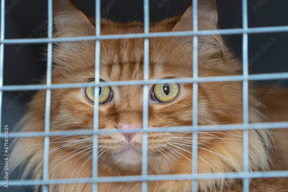 Cat Locked In Cage