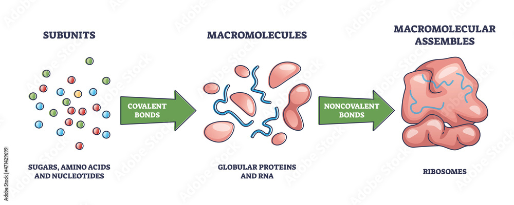 Macromolecules formation from subunits to ribosomes as macromolecular ...