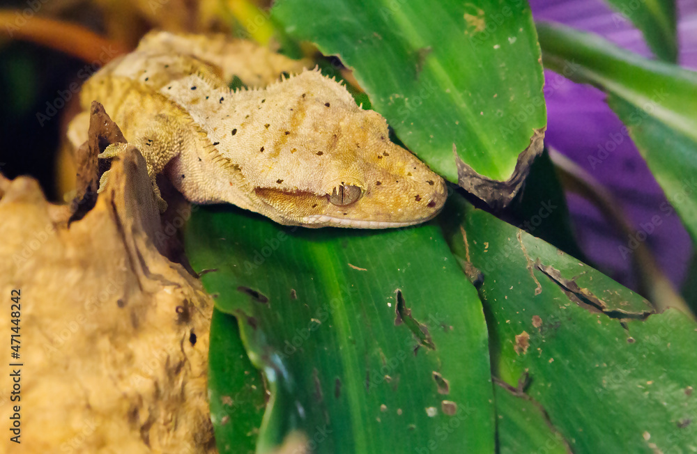 Crested Gecko. This is the gecko of the island of New Caledonia. Their ...