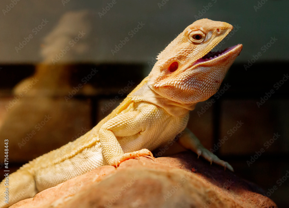 Foto de Australian dragon lizard. A lizard with a neck pouch that ...