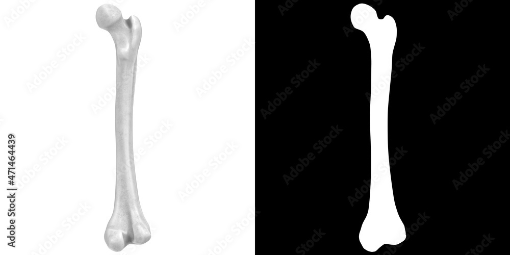3D rendering illustration of a human femur bone anatomy Stock ...