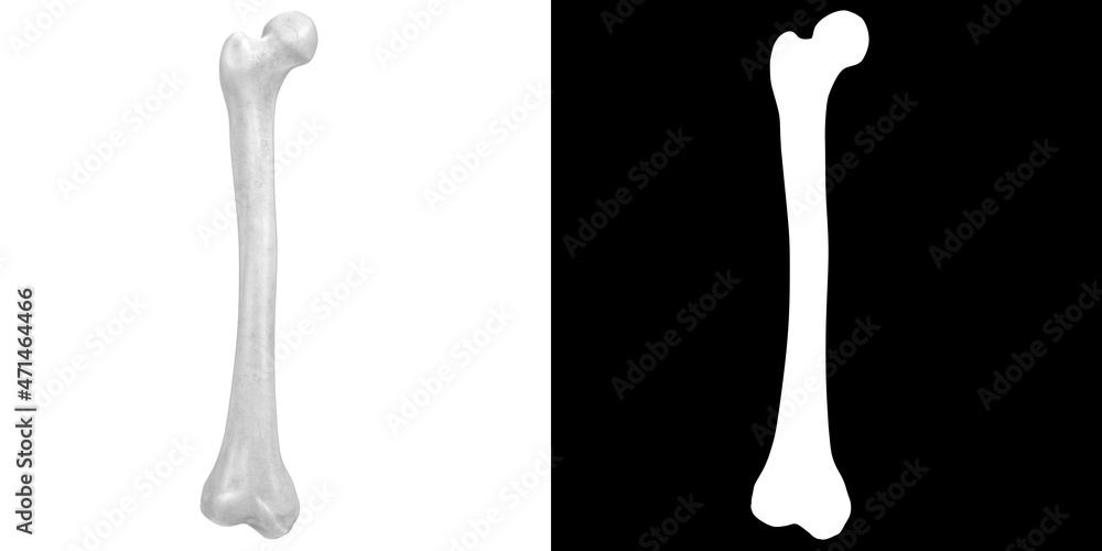 3D rendering illustration of a human femur bone anatomy Stock ...
