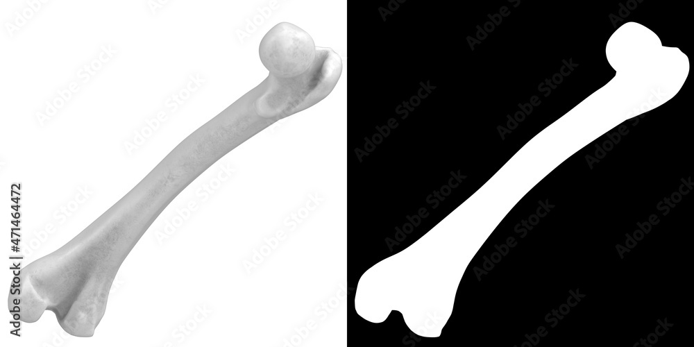 3D rendering illustration of a human femur bone anatomy Stock ...