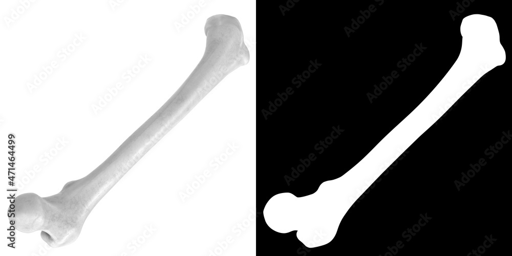3D rendering illustration of a human femur bone anatomy Stock ...
