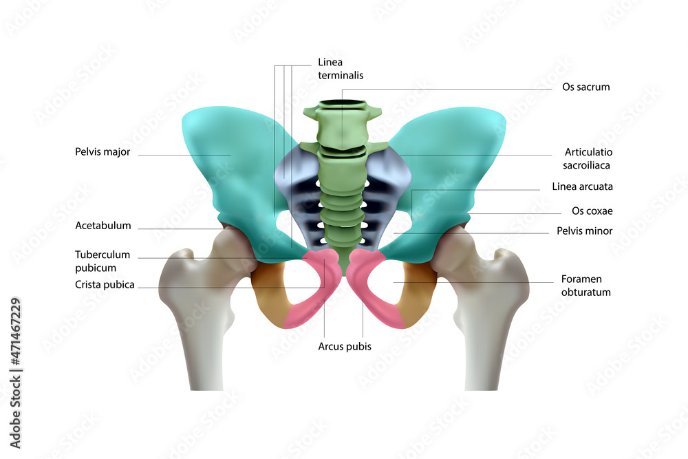 Diagram of the human pelvis on a white background. Vector graphics ...