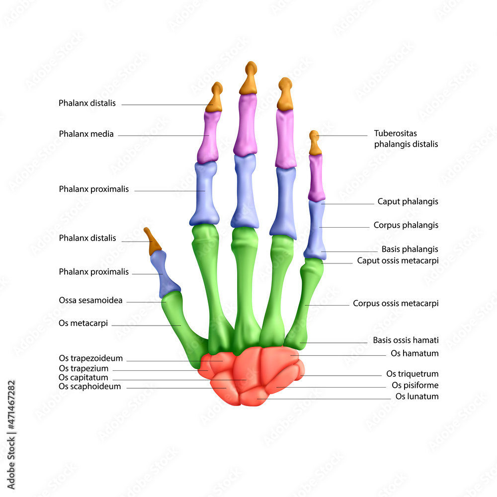 Diagram of the structure of the bones of the human hand. Vector ...