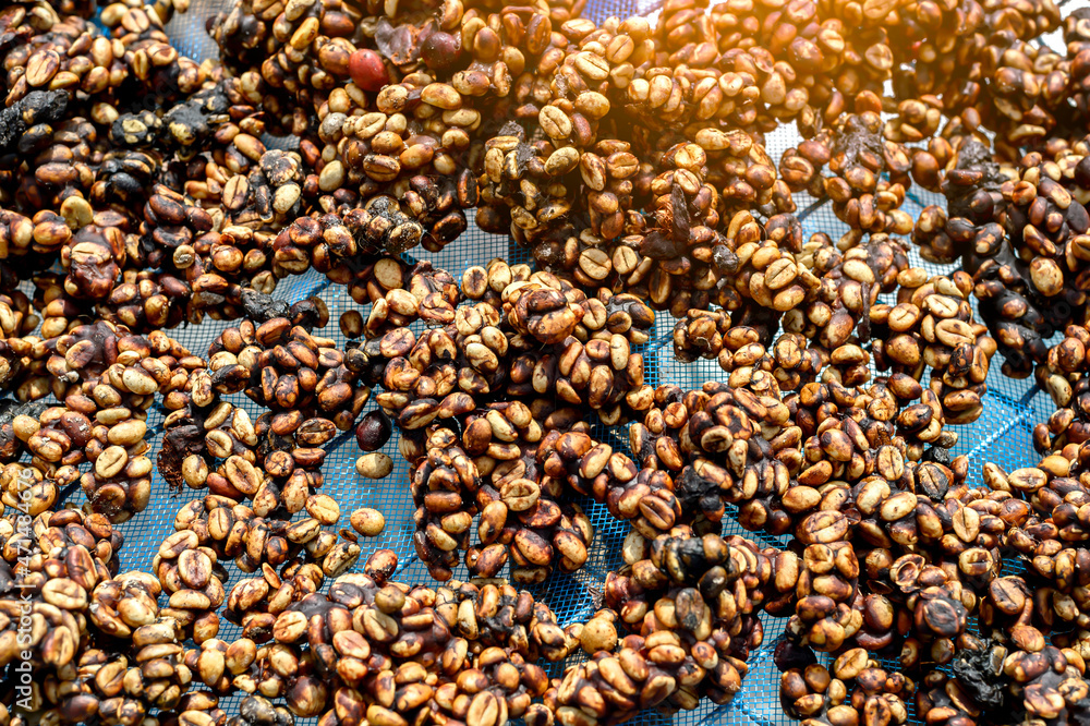 Kopi luwak, or civet coffee, is coffee that includes partially digested ...