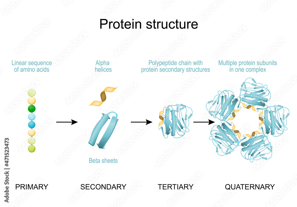 Protein structure. vector poster for infographics Stock Vector | Adobe ...