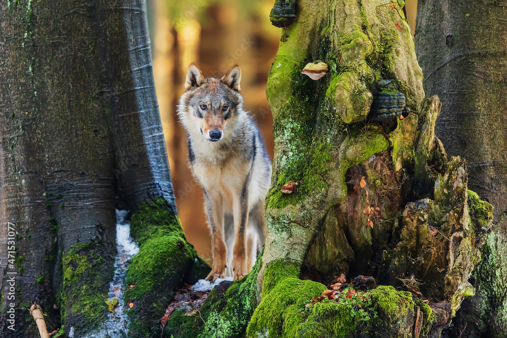 Eurasian wolf (Canis lupus lupus) peeking between two trees Photos ...
