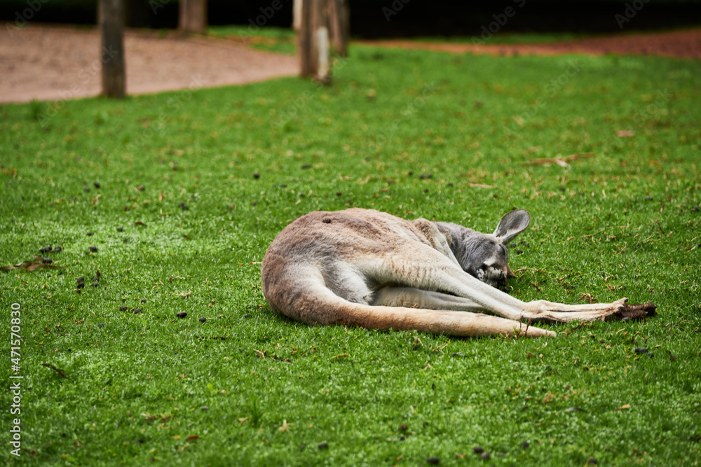 The kangaroo is a marsupial from the family Macropodidae. In common use ...