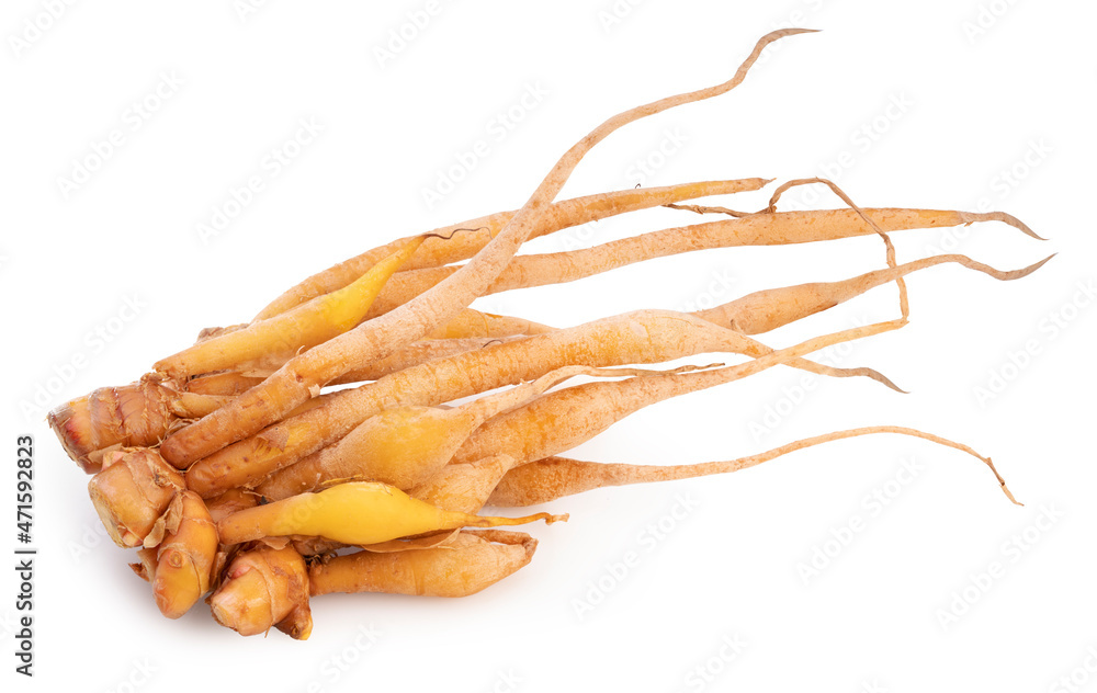 Finger root with leaf isolated on white background, Finger root or ...