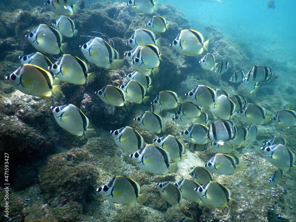 Costa Rica Pacific sea life Stock Photo | Adobe Stock
