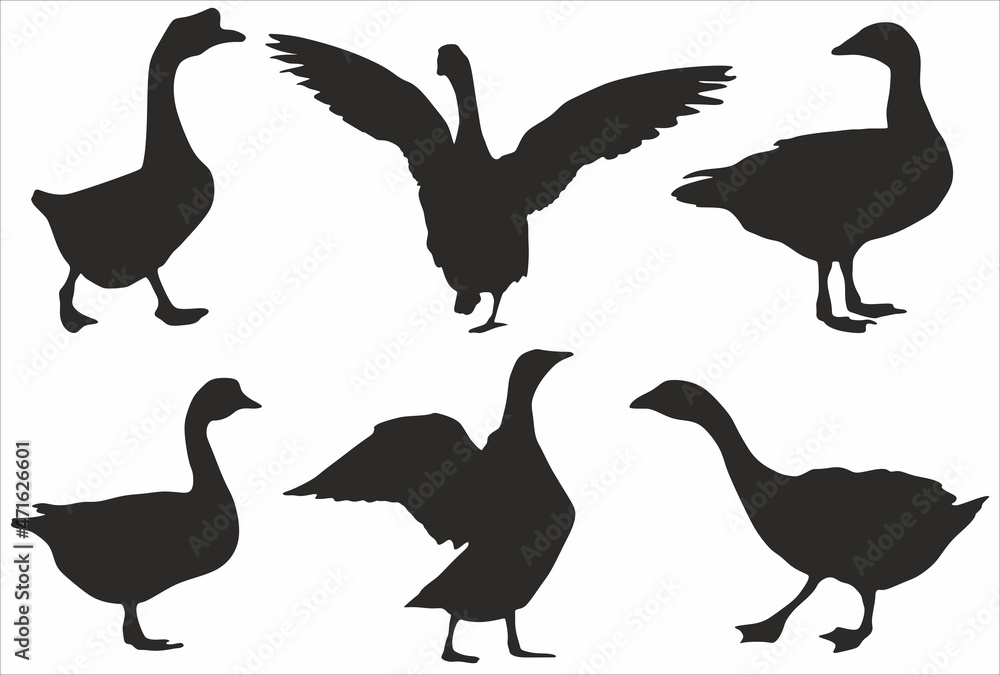 Vector set of silhouettes of geese. Shadows of domestic flightless ...