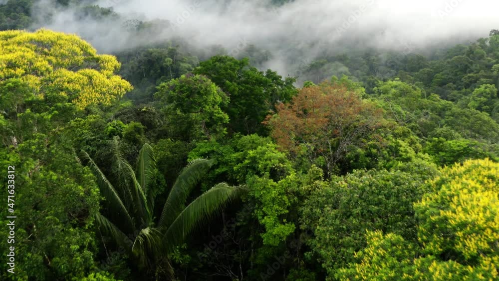 Aerial view flying closely over a diverse tropical forest canopy ...
