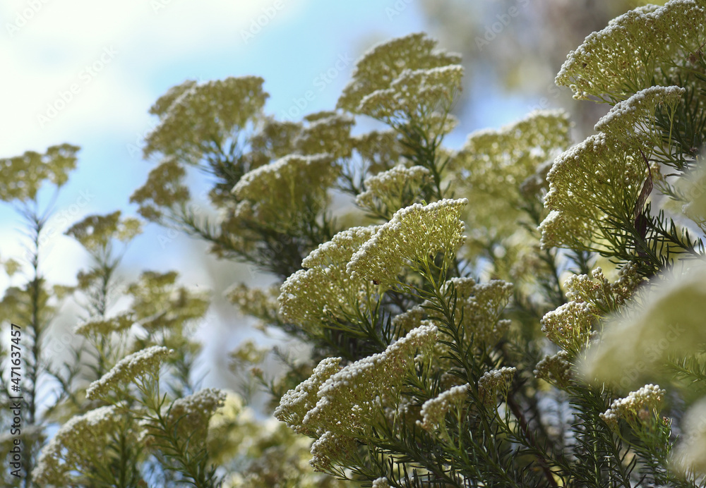 Australian native rice flower Ozothamnus diosmifolius, family ...
