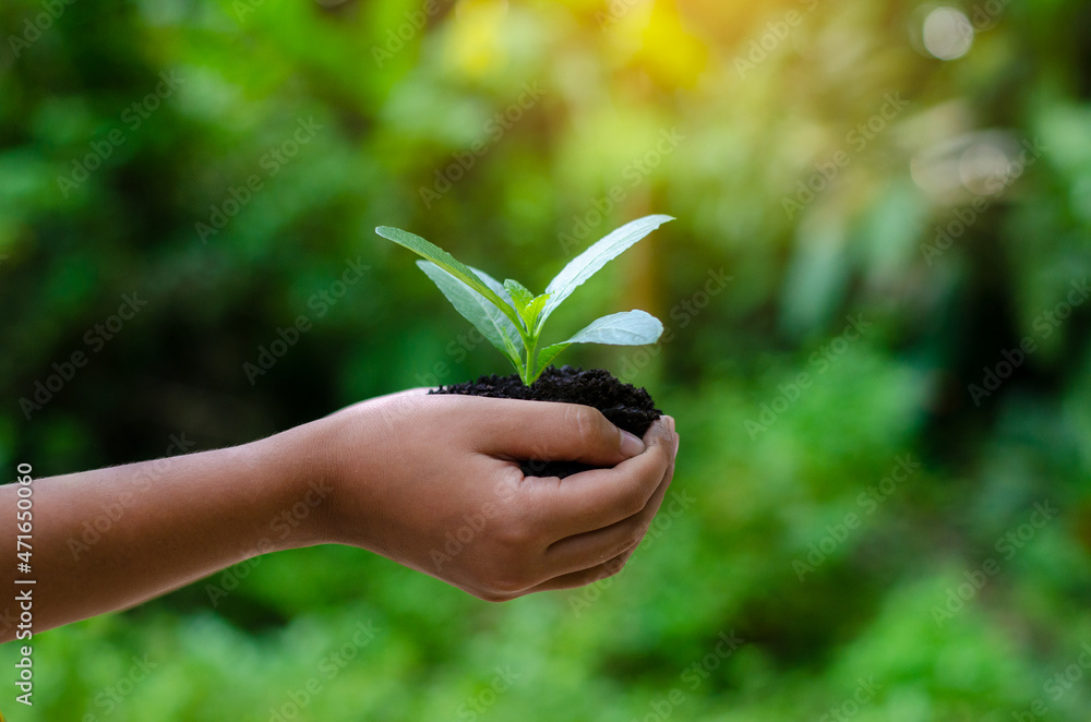 In the hands of trees growing seedlings. Bokeh green Background Female ...