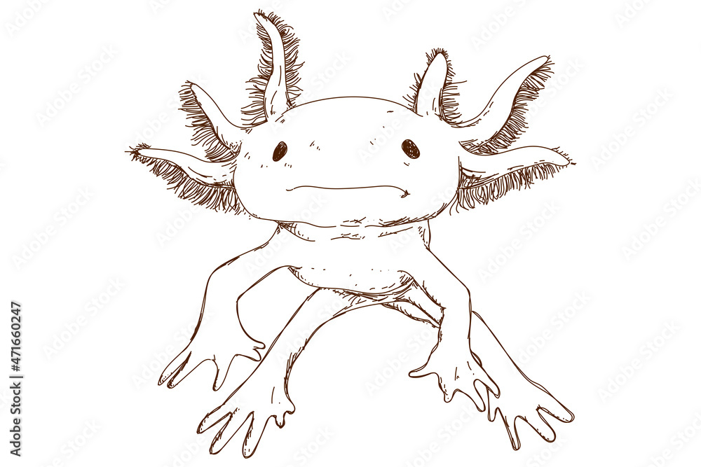 Cute axolotl sketch, vintage engraving, hand drawn Stock Vector | Adobe ...