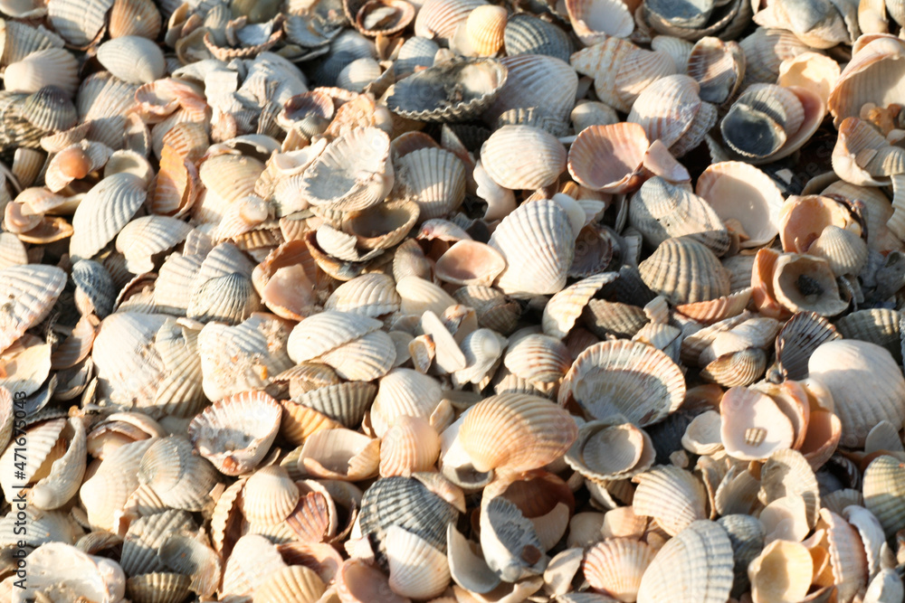 Shell beach. Texture of thousands seashells, background for a post ...
