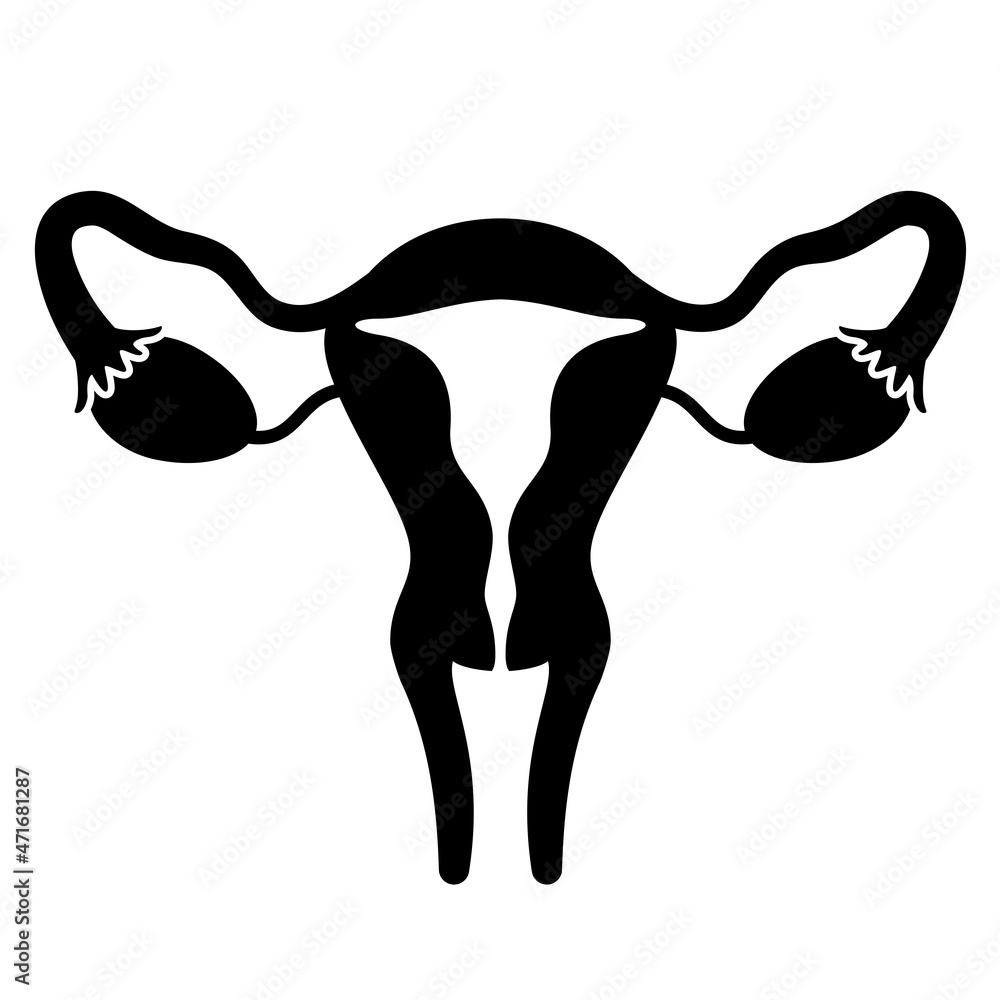 Labeled Diagram Developing Embryo Uterus Stock Vector
