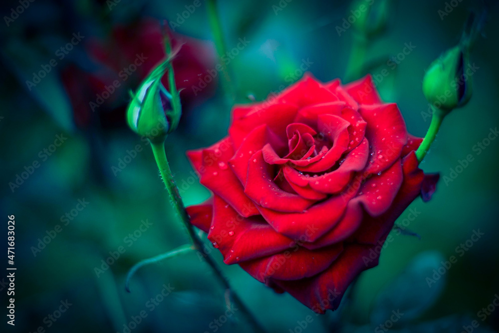 Beautiful big red rose growing in the garden. One lush opened flower ...