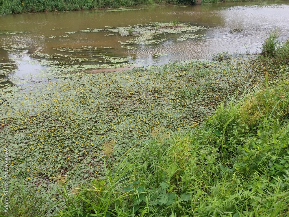 Ludwigia sedioides Plants with Canal in Sri Lankan Nature Background ...