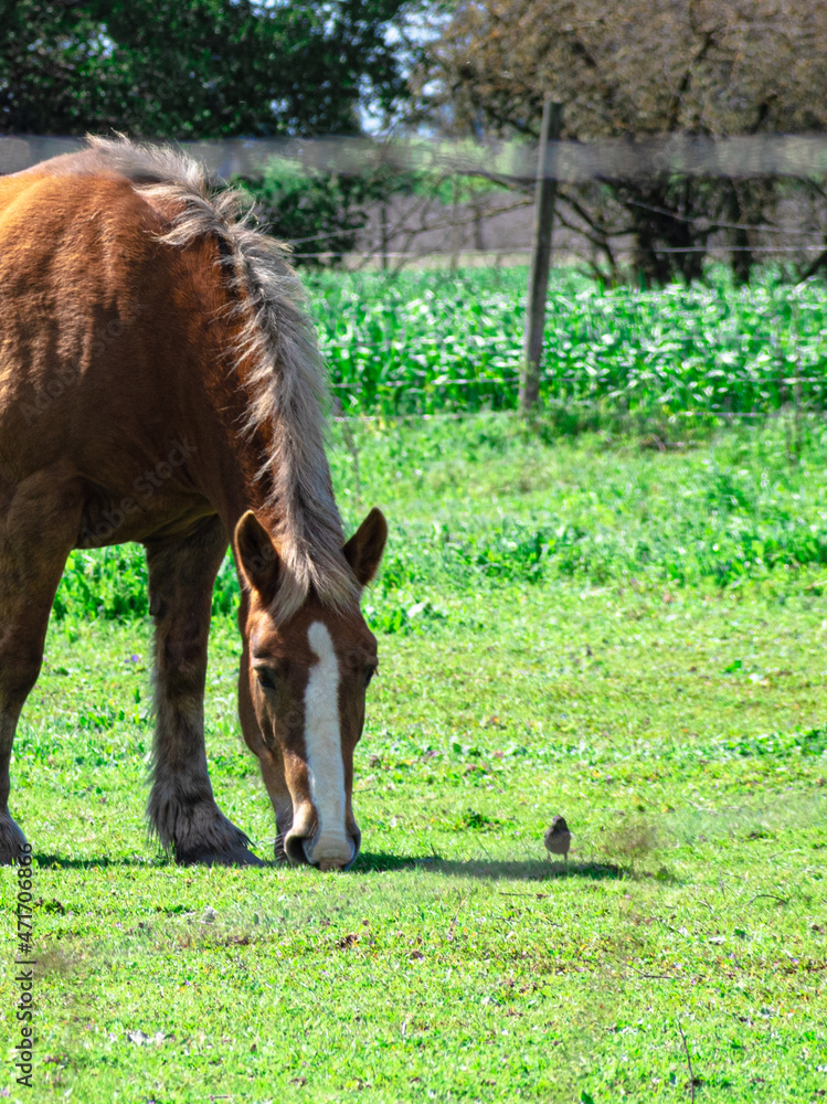 Caballo café castaño comiendo en la pradera junto a un ave Photos ...