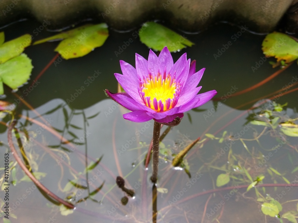 Beautiful Nymphaea nouchali(Nil Manel) Flower in Sri Lankan canal Stock ...