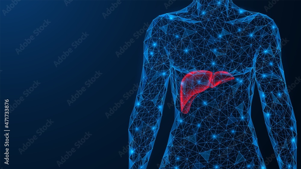Human liver. Anatomy of an internal organ. A low-poly model of the ...