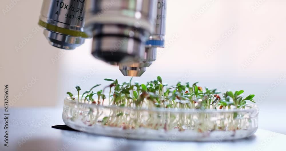 Vidéo Stock A scientist puts a petri dish with green plant shoots under ...
