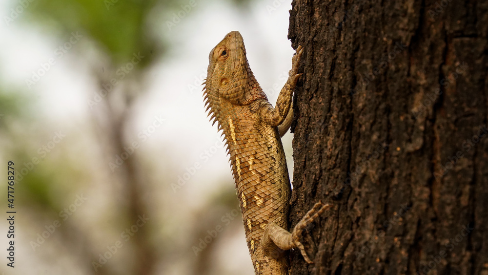 The chameleon is on a tree trunk and the scales on his skin. A Brown ...