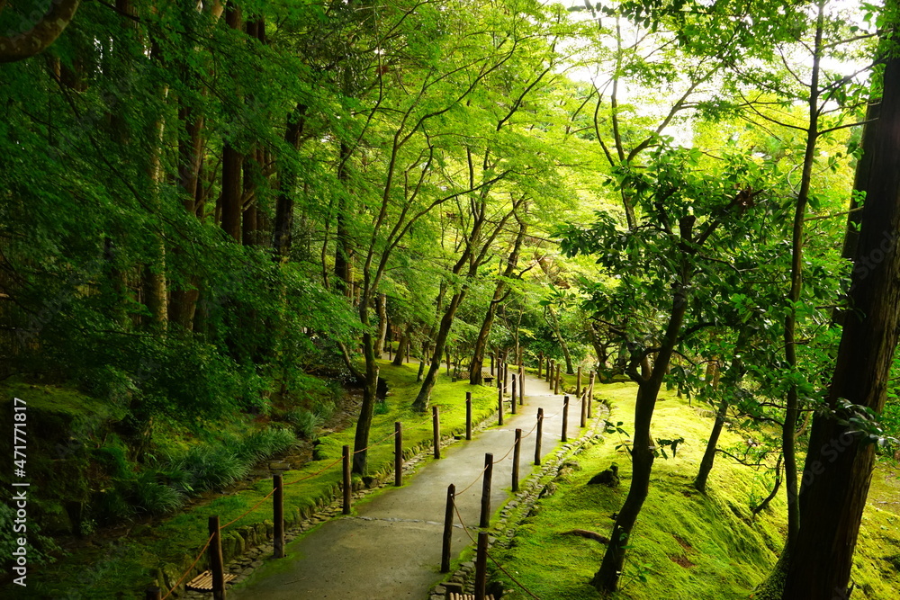 Fotografia do Stock: Mountain Path surrounding by Lush green leaves and ...