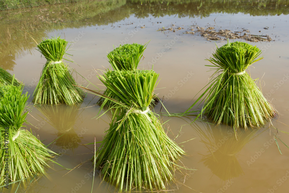 Rice field that will be planted with rice seeds, what looks green tied ...