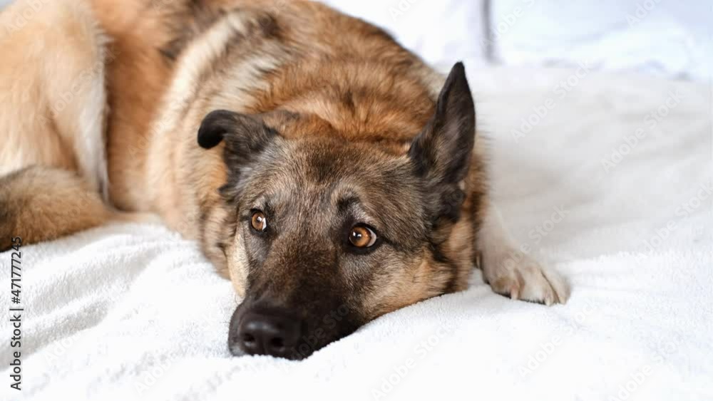 sad big dog lies on the bed. Video of a shepherd dog close-up. The dog ...