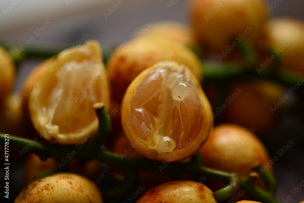 Baccaurea racemosa, common names kapundung or menteng is a species of ...