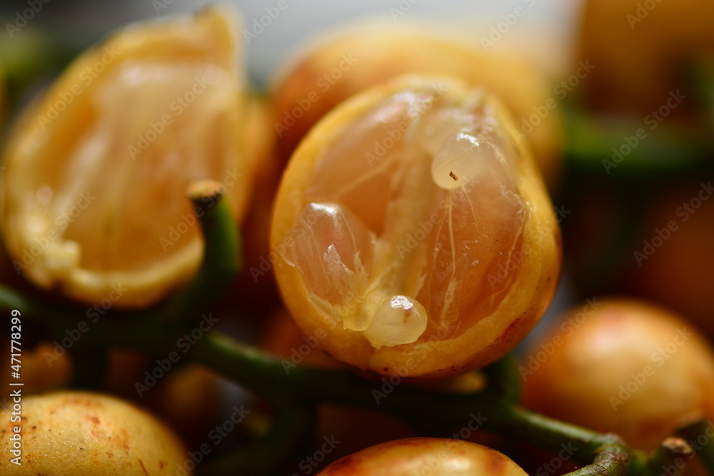 Baccaurea racemosa, common names kapundung or menteng is a species of ...