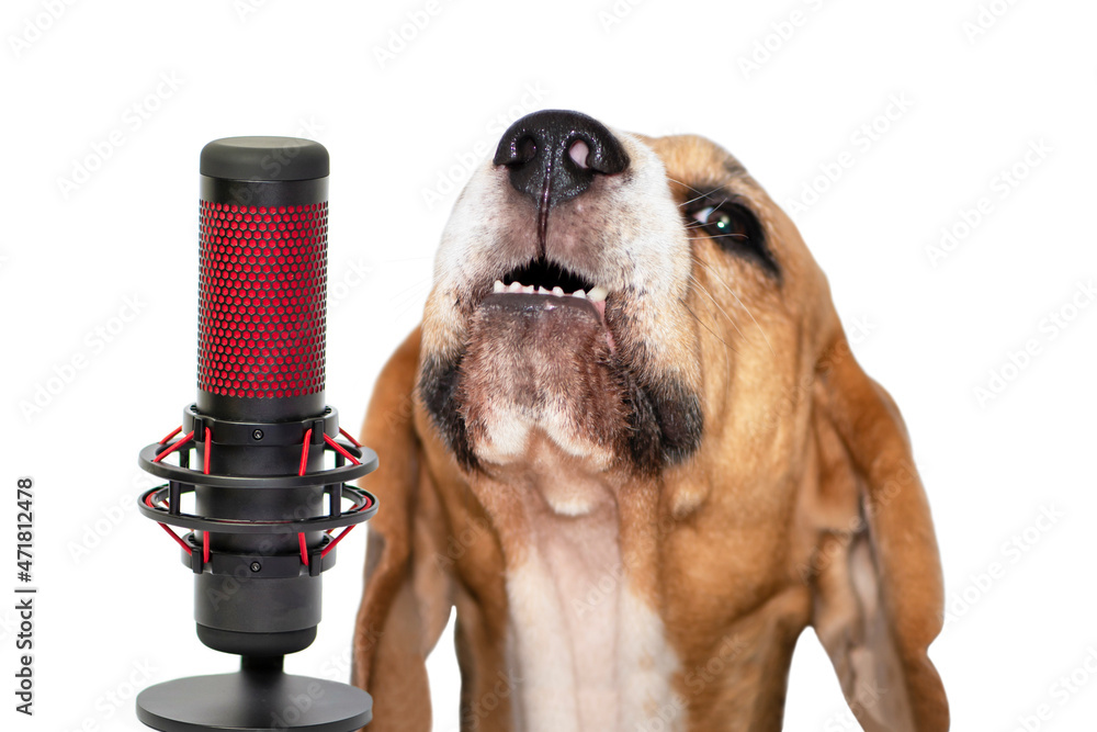 cute beagle dog with open mouth sings into microphone on white ...