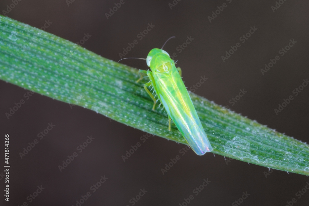 Potato leafhopper (Empoasca) belongs to family Cicadellidae. It is a ...