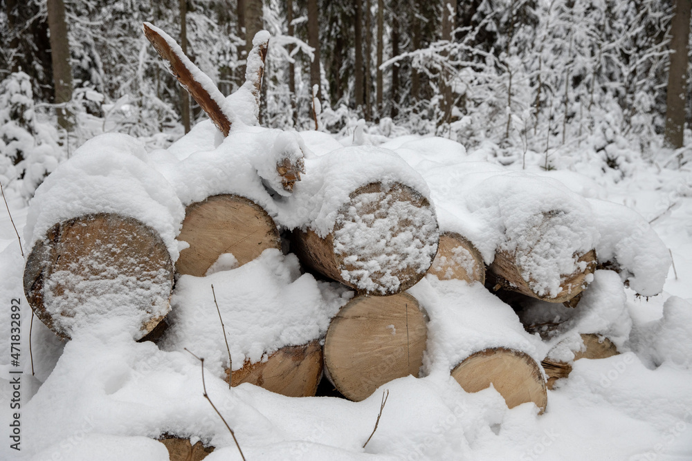 Sawn logs of larch lie on the white snow in the forest, a mountain of ...