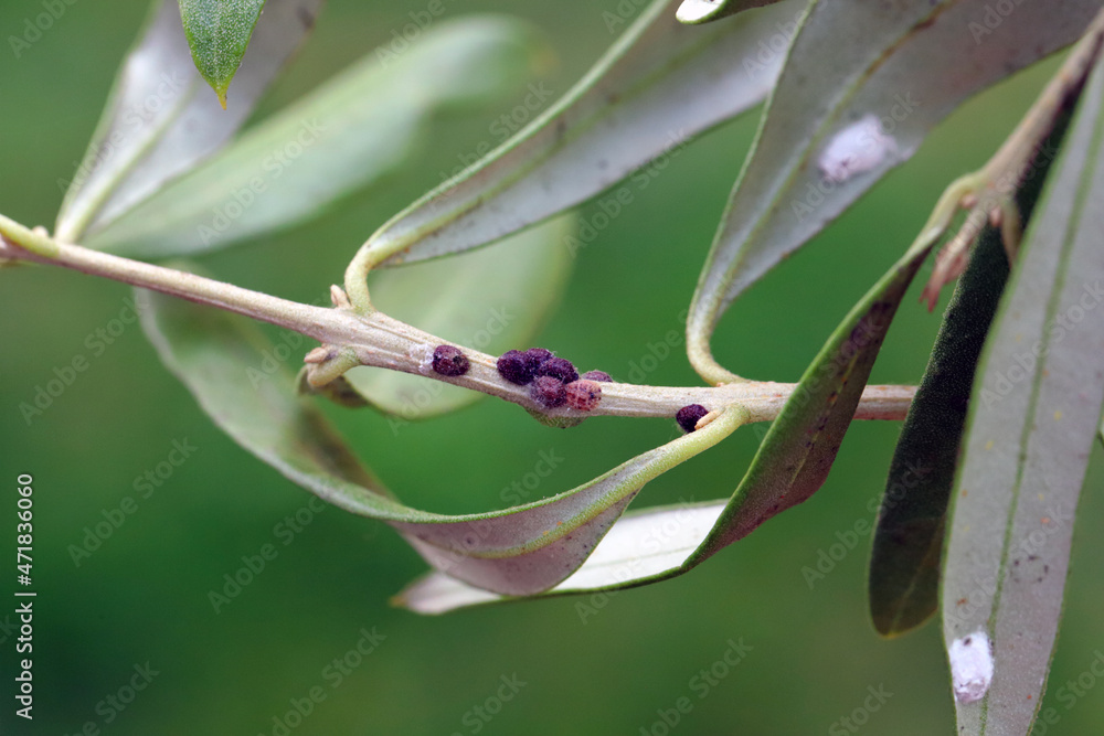 The black scale, Saissetia oleae (Hemiptera: Coccidae) on the olive ...