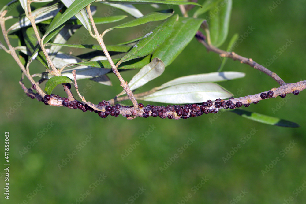 The black scale, Saissetia oleae (Hemiptera: Coccidae) on the olive ...